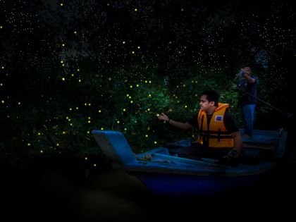 Book Now - Kuala Selangor Fireflies - Tour from Kuala Lumpur
